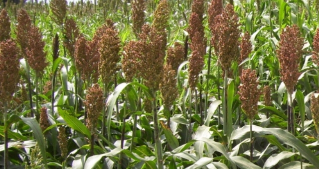 Más allá de la sequía el sorgo va a dar sus frutos - Notas del Agro ...
