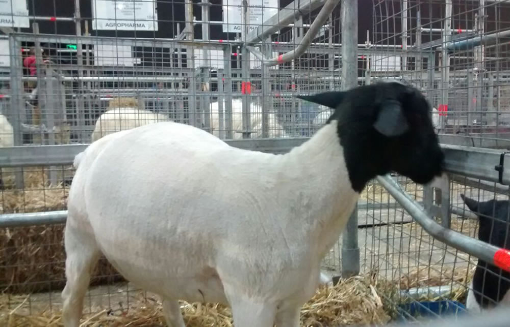 Las ovejas Black Dorper, una de las atracciones de La Rural