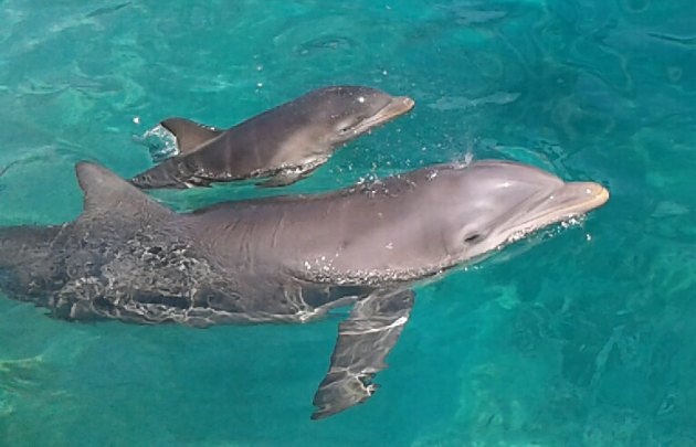 Buscan nombre para el bebé delfín del Aquarium Mar del Plata - Verano ...