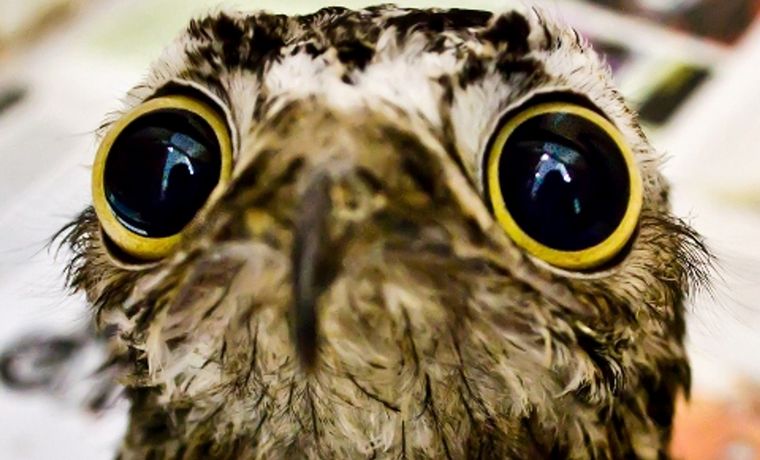 Pájaro fantasma: la triste leyenda urbana del Urutaú - Noticias ... Pájaro fantasma: la triste leyenda urbana del Urutaú - Noticias ...