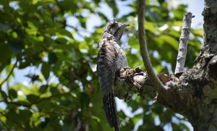 Pájaro fantasma: la triste leyenda urbana del Urutaú - Noticias ... Pájaro fantasma: la triste leyenda urbana del Urutaú - Noticias ...