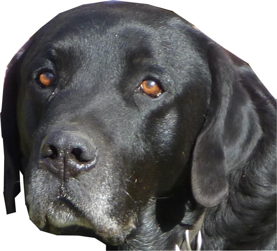 Perro labrador negro bebé - Imagui
