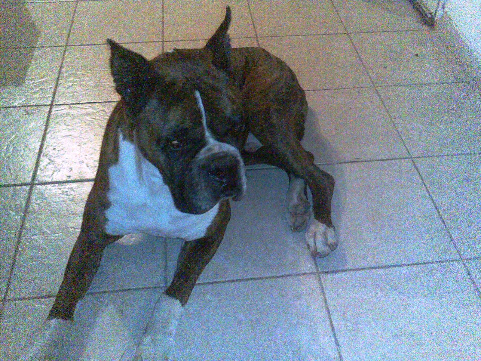Perro boxer atigrado - Imagui